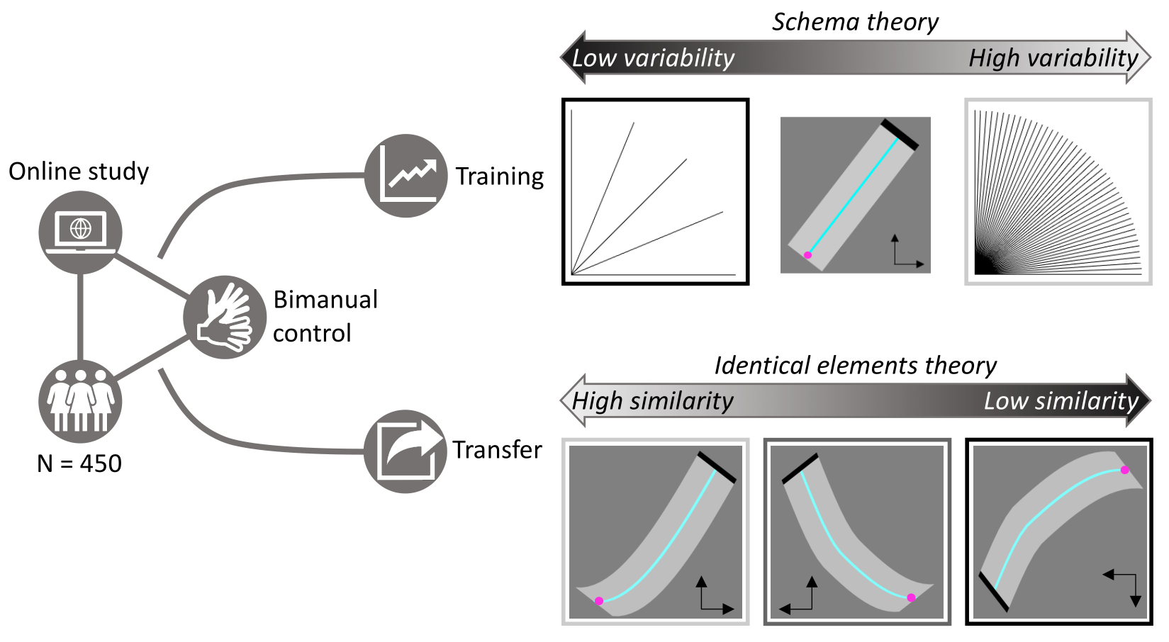 Relationship Between Skill Training And Skill Transfer Through The Example Of Bimanual Motor